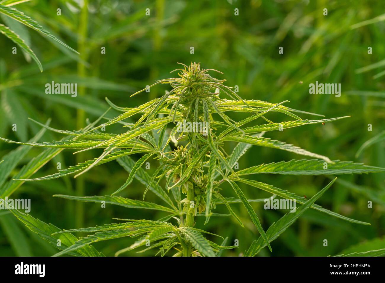 Long thin leaves hi-res stock photography and images - Alamy