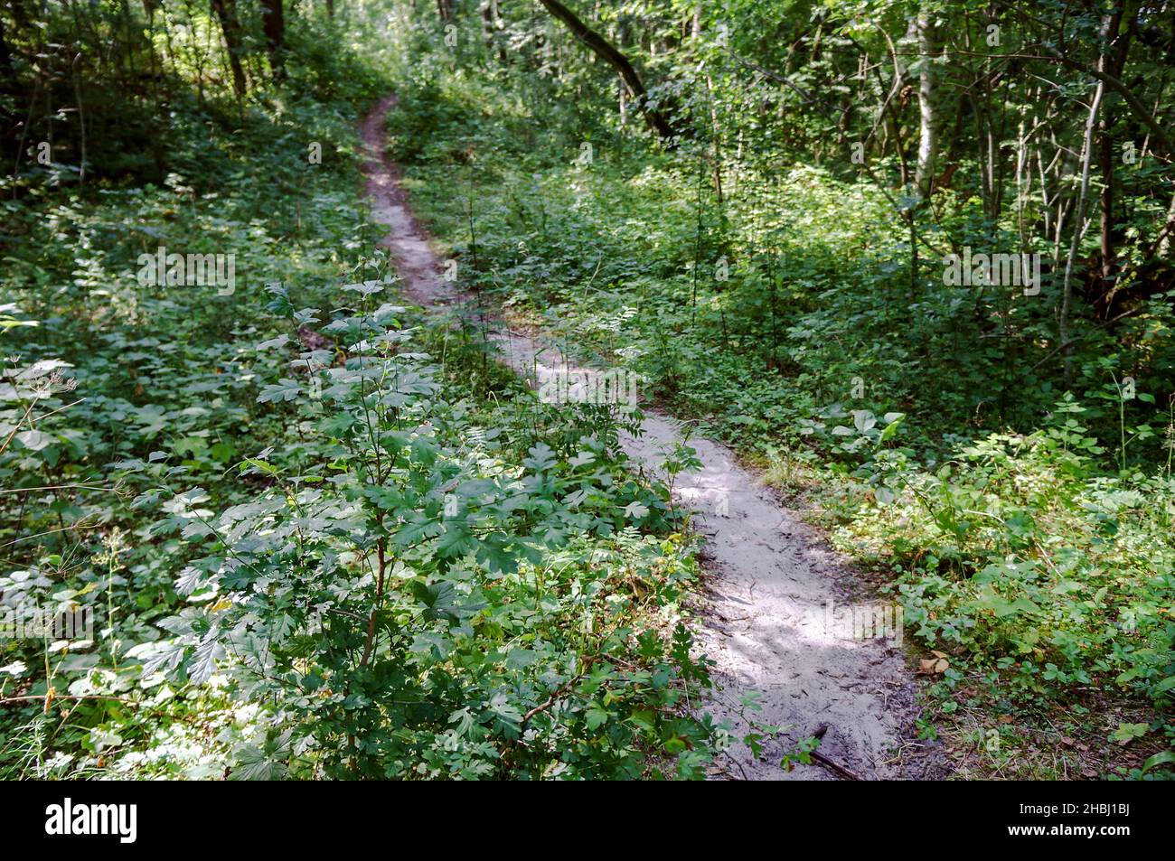 A road in the woods. Forest trail. A forest alley. Old beautiful trees ...