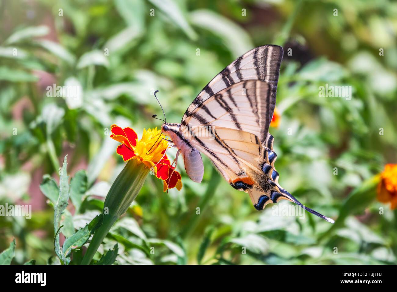 Beautiful Butterfly Scarce Swallowtail, Sail Swallowtail, Pear-tree ...