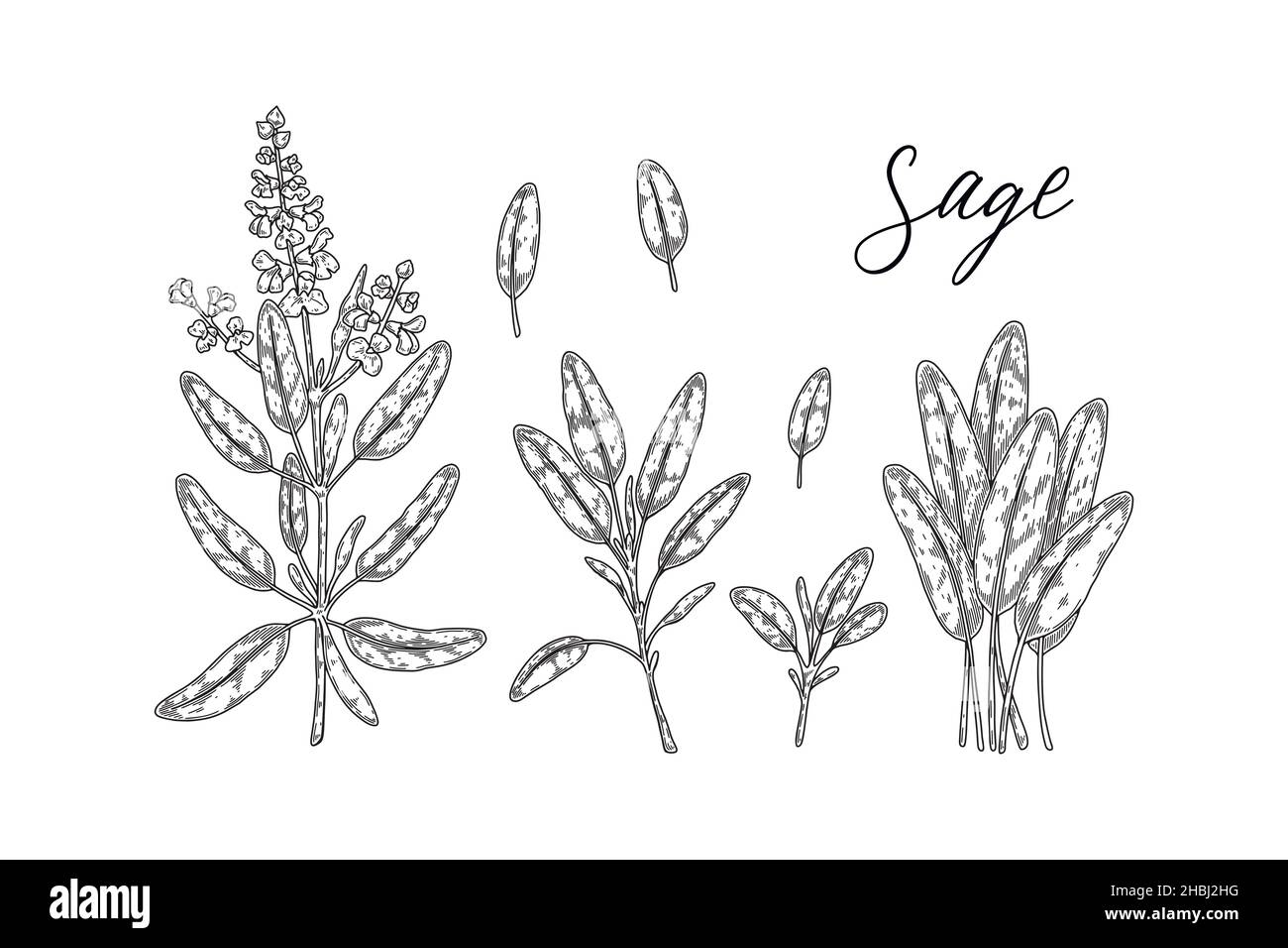 Set of hand drawn sage branches and leaves. Vector illustration in ...