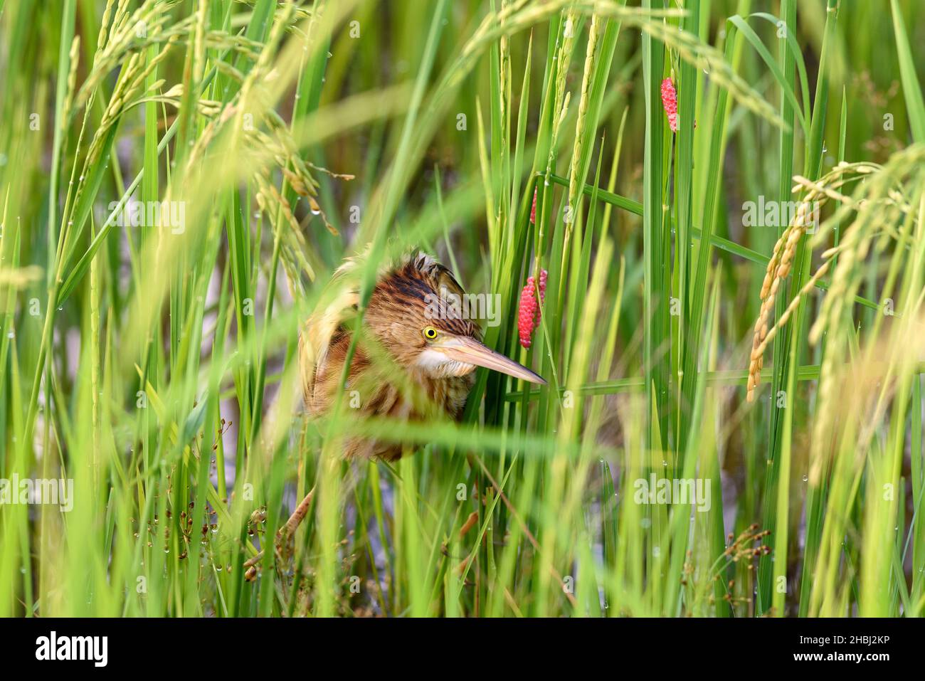 Chestnut Species High Resolution Stock Photography and Images - Alamy