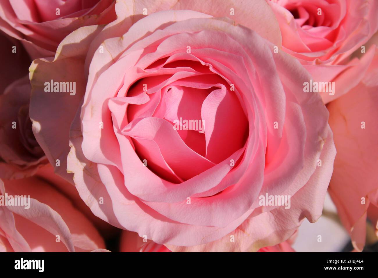 Beautiful cheerful roses in full bloom on a bright sunny day Stock ...