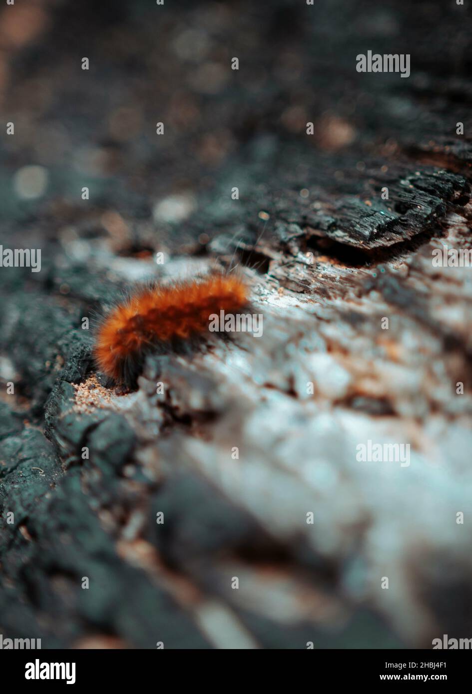 A vertical closeup of the orange furry caterpillar Stock Photo - Alamy