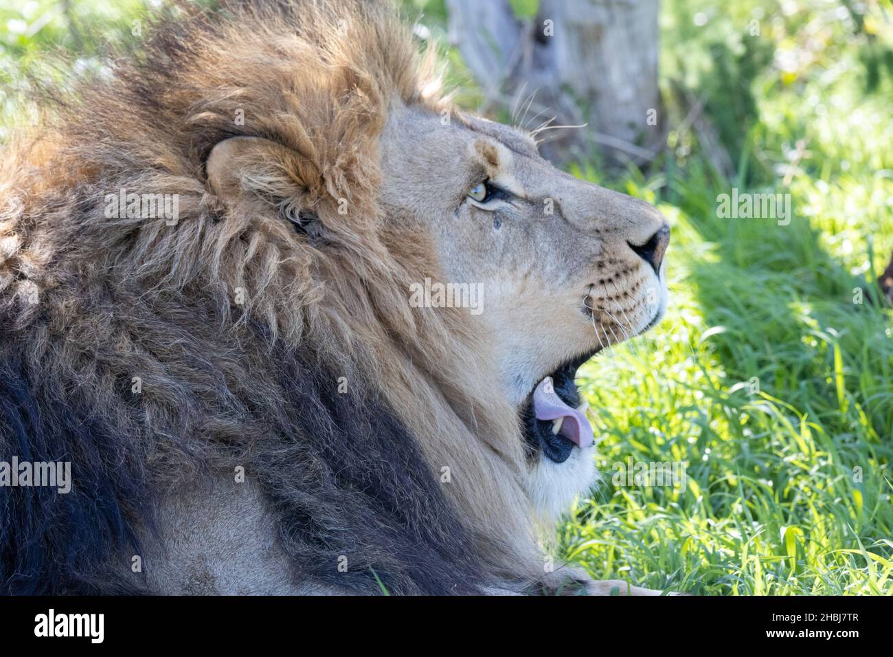 The magnificent lion in the field with green plants background under ...