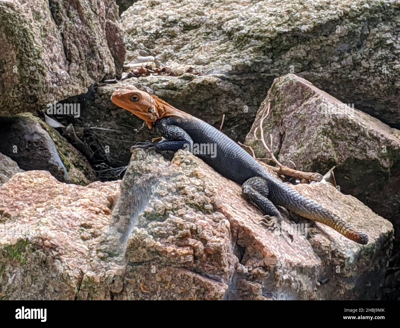 The Agama lizard on the piece of stone under the sunlight in Uganda ...