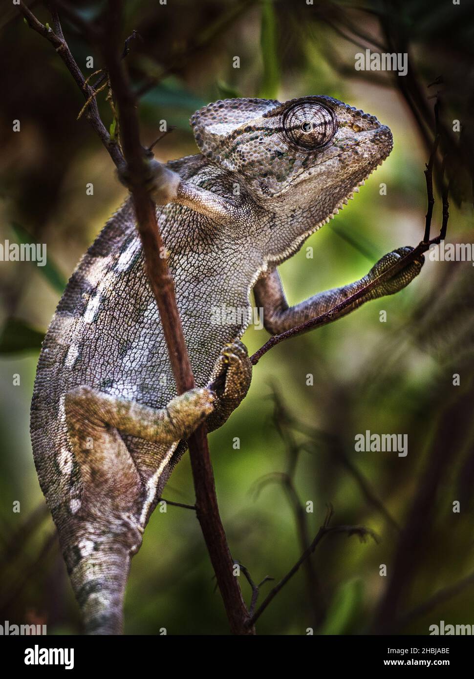 A vertical closeup of the common chameleon, Chamaeleo chamaeleon Stock ...