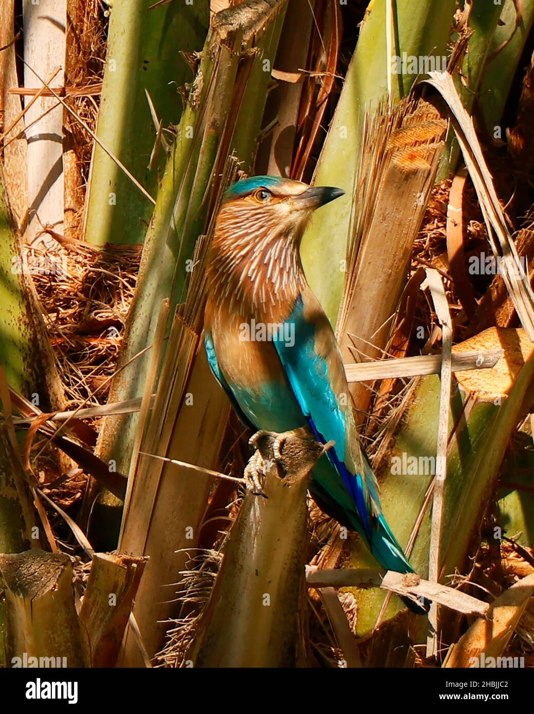 The Indian roller bird sitting on a palm tree branch Stock Photo - Alamy