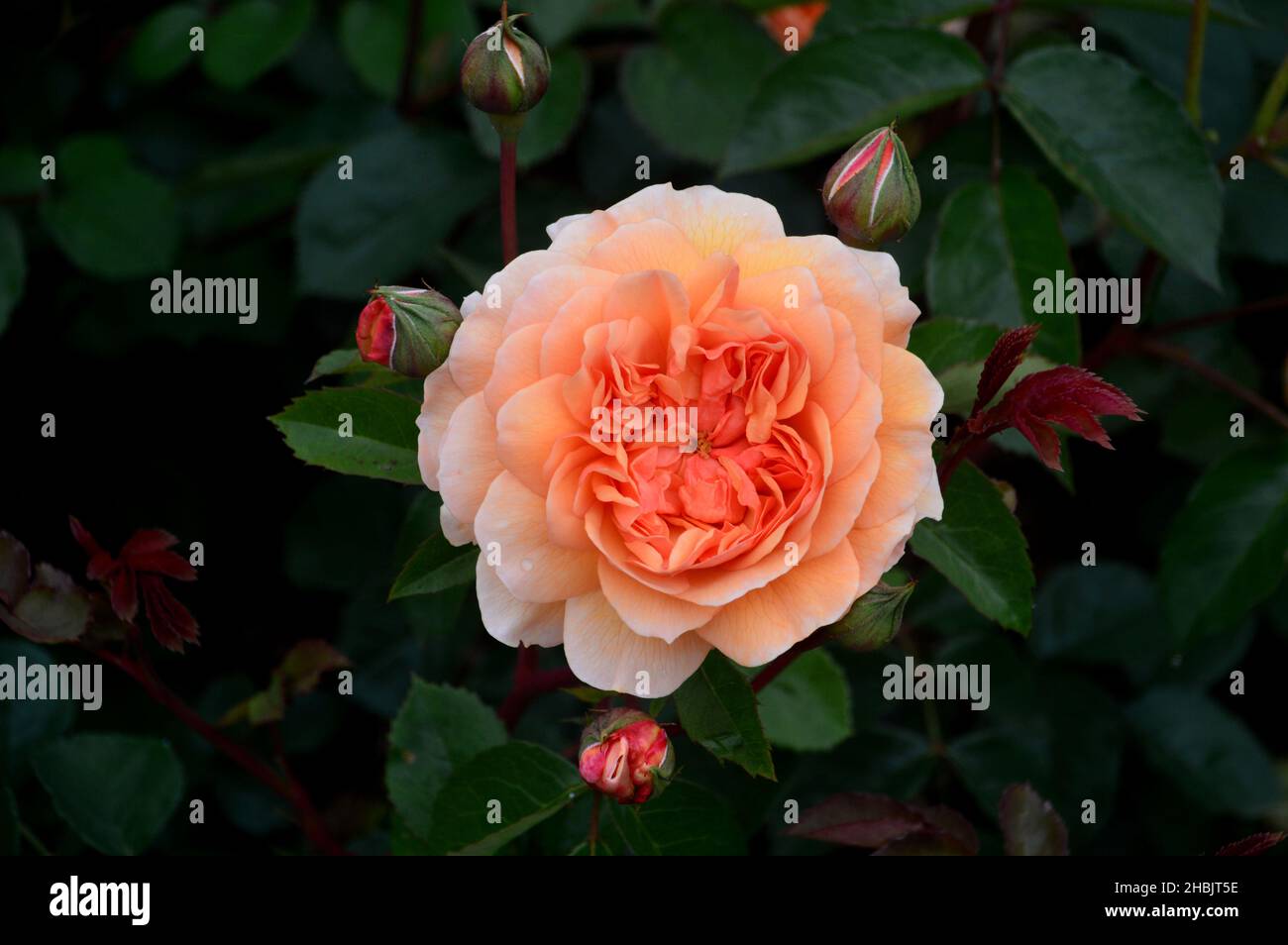 Single Apricot Coloured David Austin Rosa 'Port Sunlight' Rose in the ...