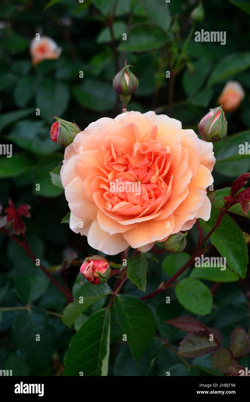 Single Apricot Coloured David Austin Rosa 'Port Sunlight' Rose in the ...