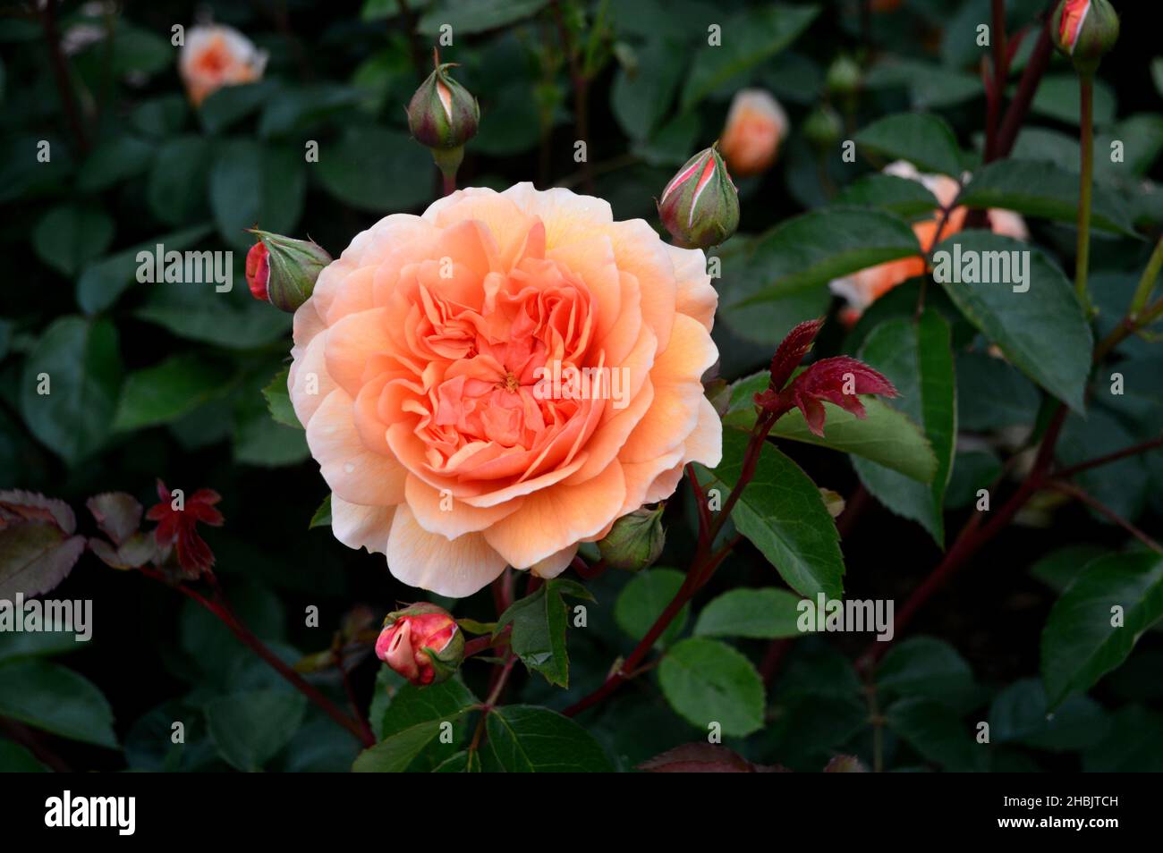 Single Apricot Coloured David Austin Rosa 'Port Sunlight' Rose in the ...