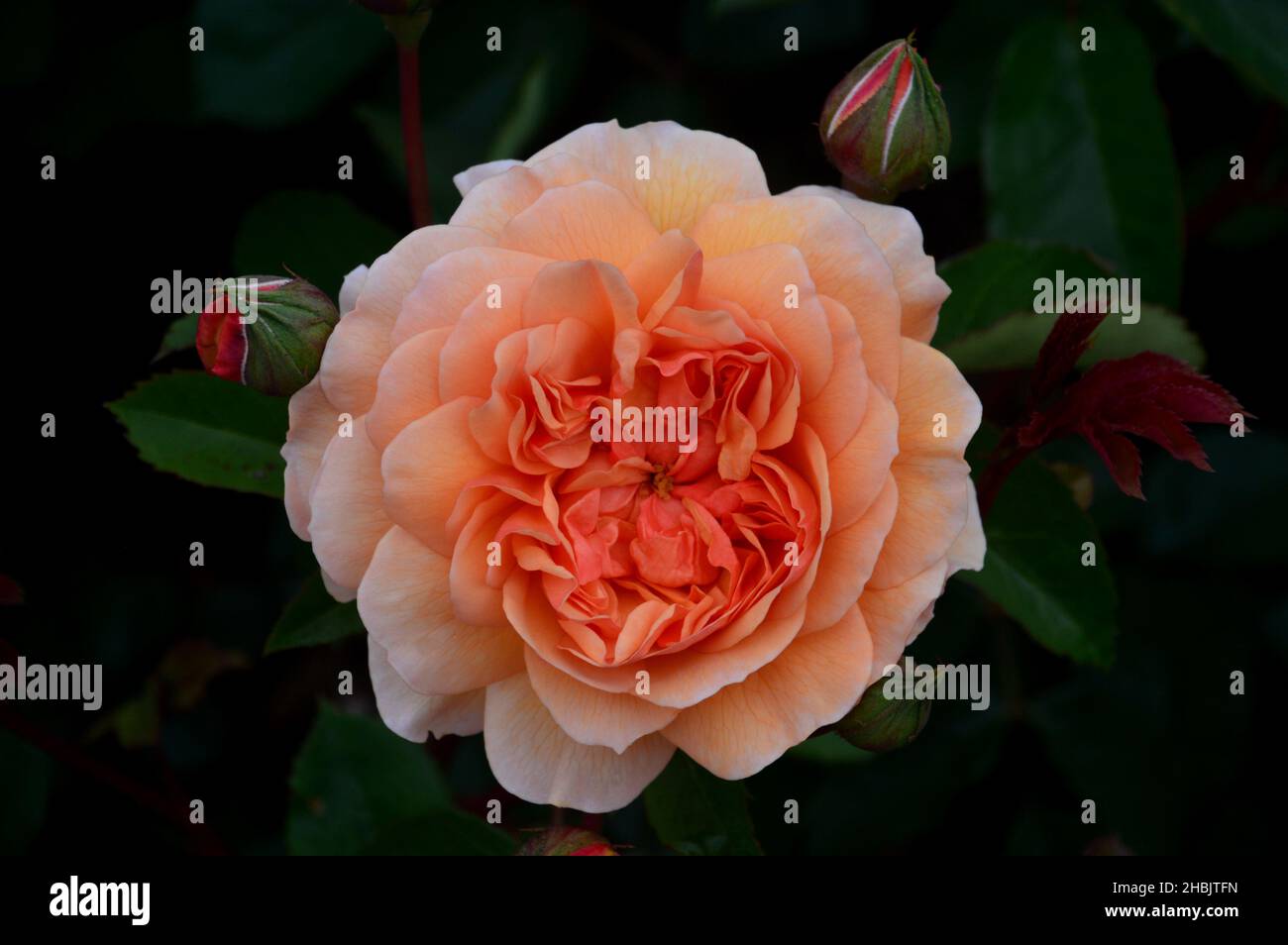 Single Apricot Coloured David Austin Rosa 'Port Sunlight' Rose in the ...