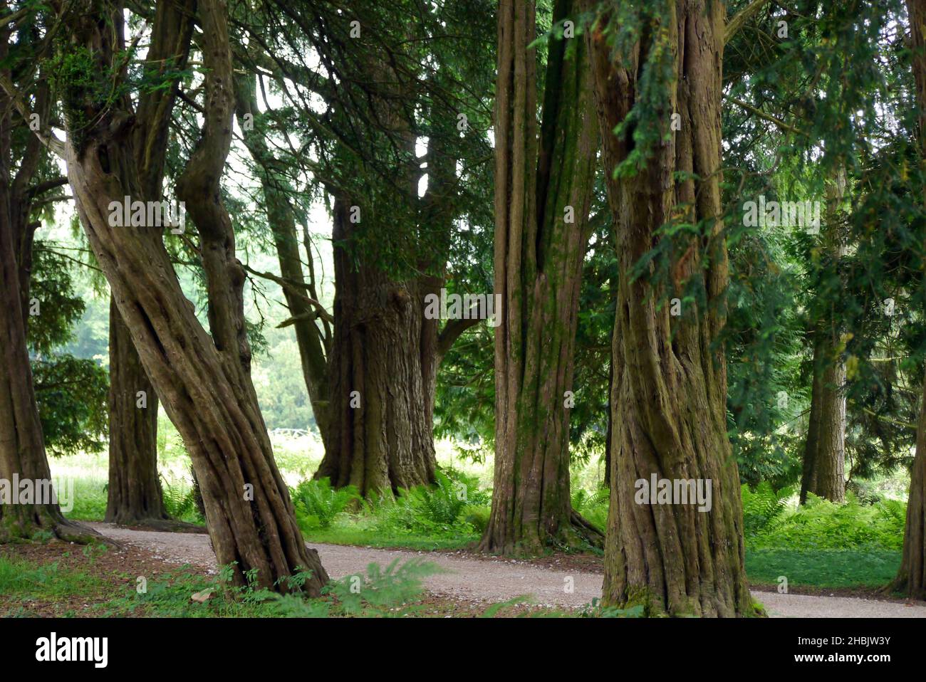 A Line of Ancient English Yew Trees 'Taxus Baccata' in Yew Avenue at ...