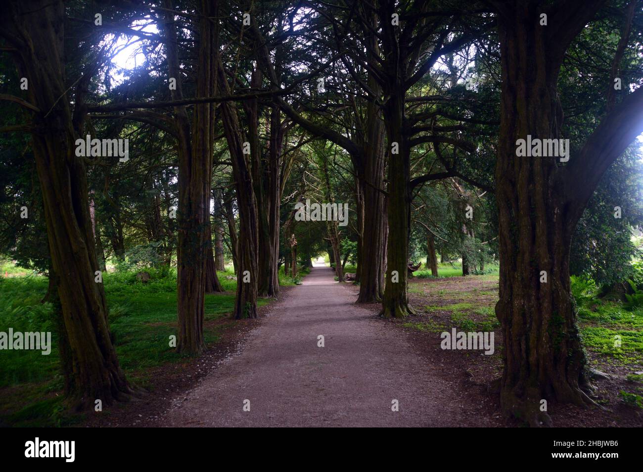 A Line of Ancient English Yew Trees 'Taxus Baccata' in Yew Avenue at ...
