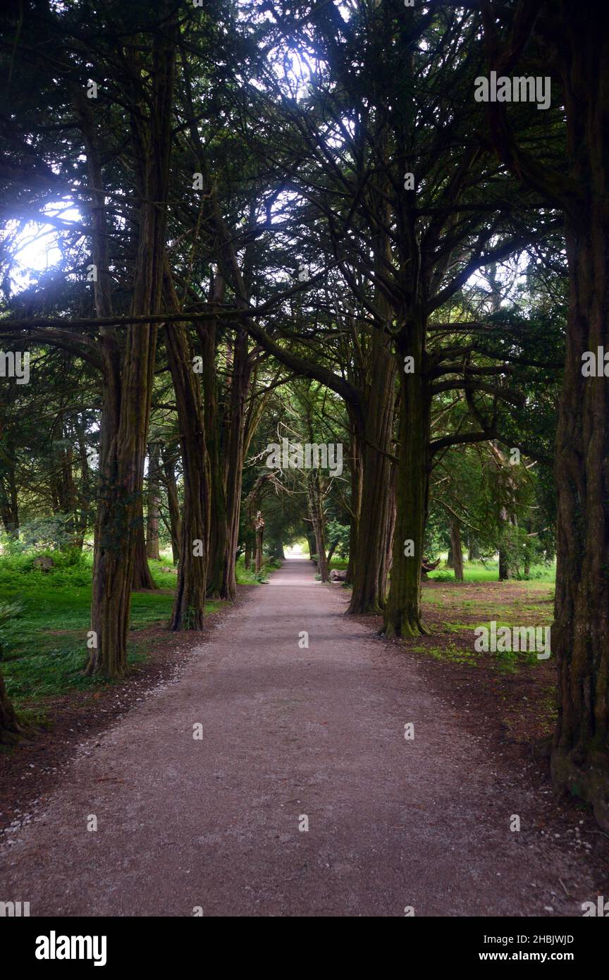 Ancient yew tree cumbria hi-res stock photography and images - Alamy