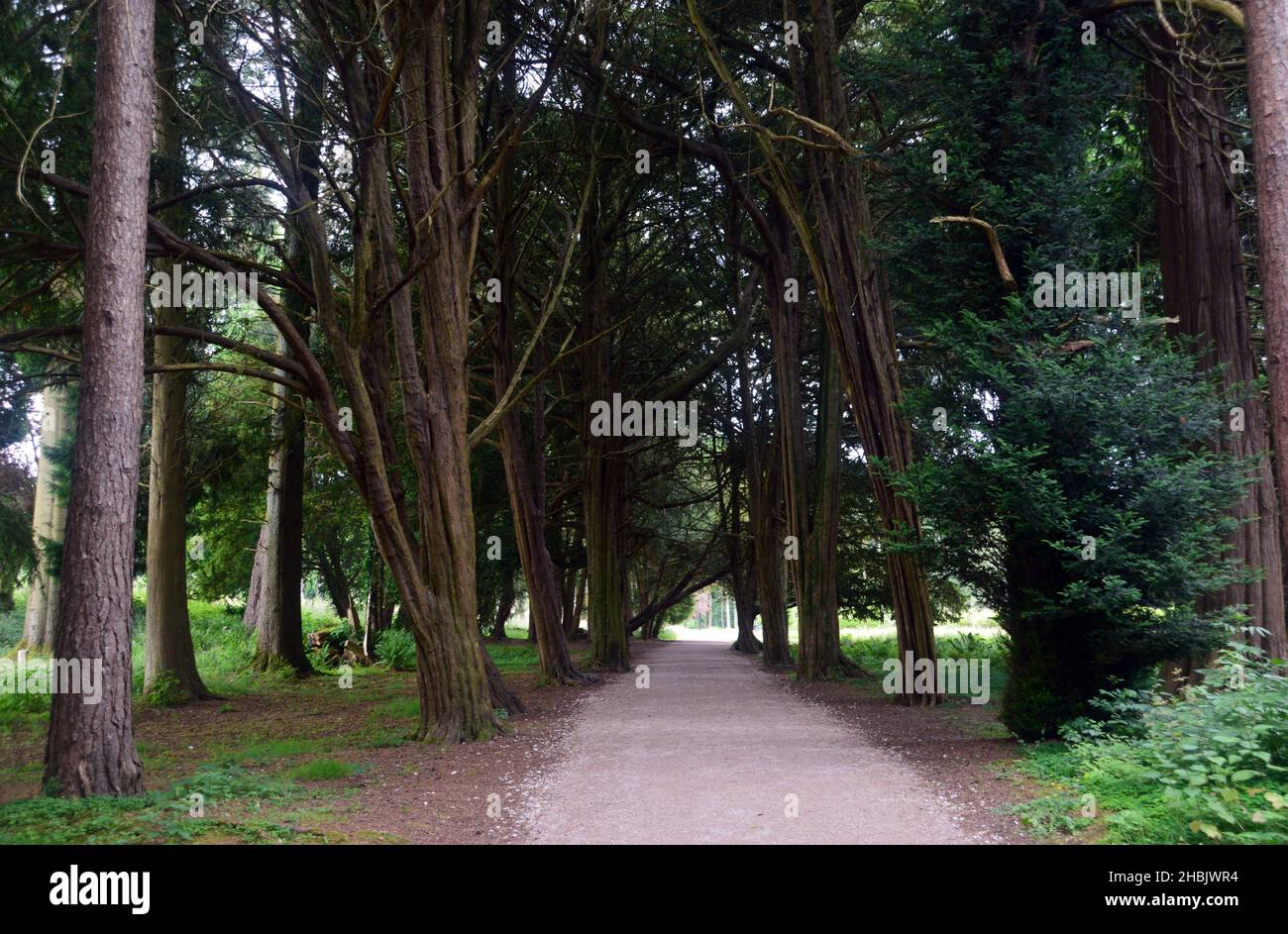 A Line of Ancient English Yew Trees 'Taxus Baccata' in Yew Avenue at ...