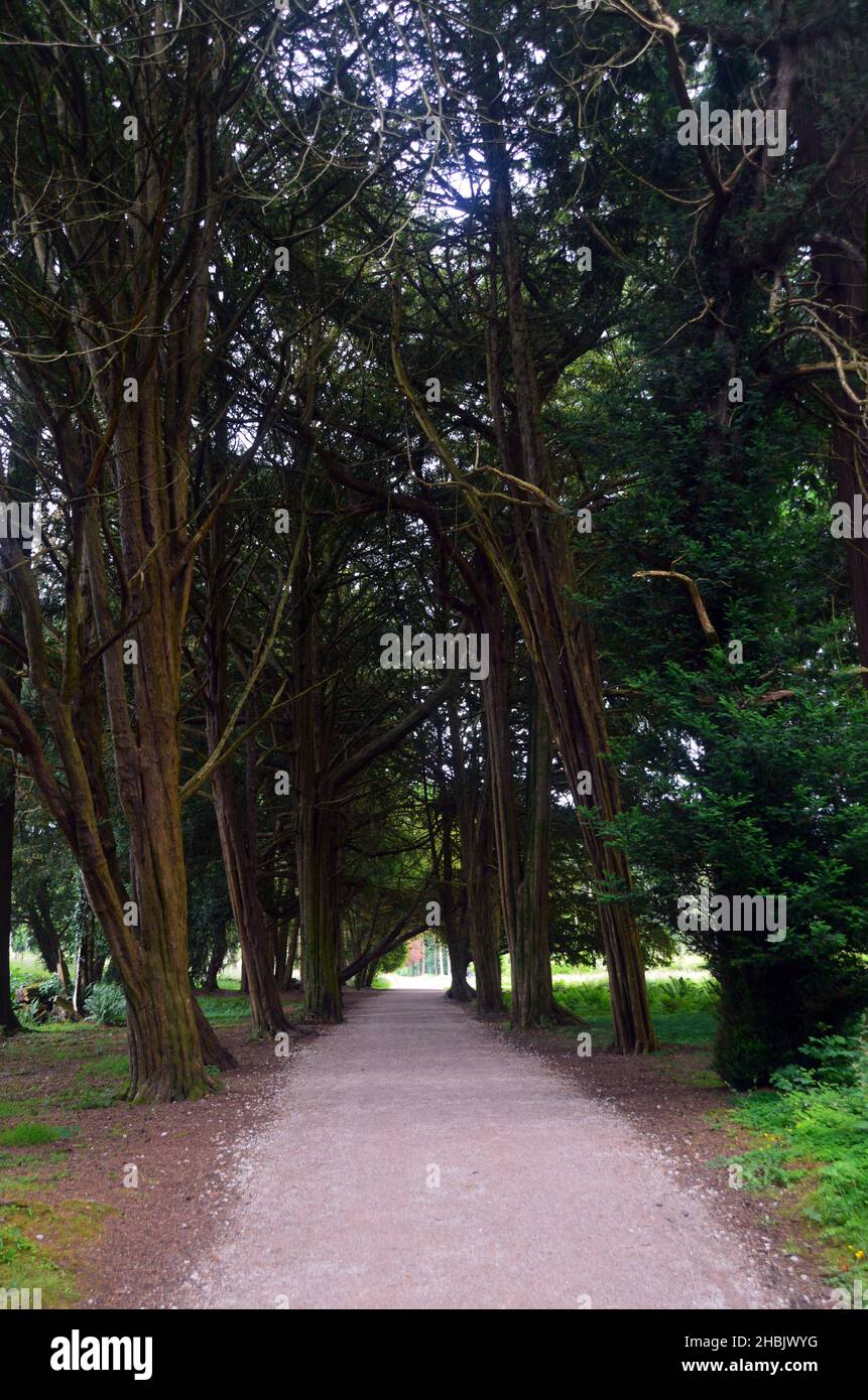 A Line of Ancient English Yew Trees 'Taxus Baccata' in Yew Avenue at ...