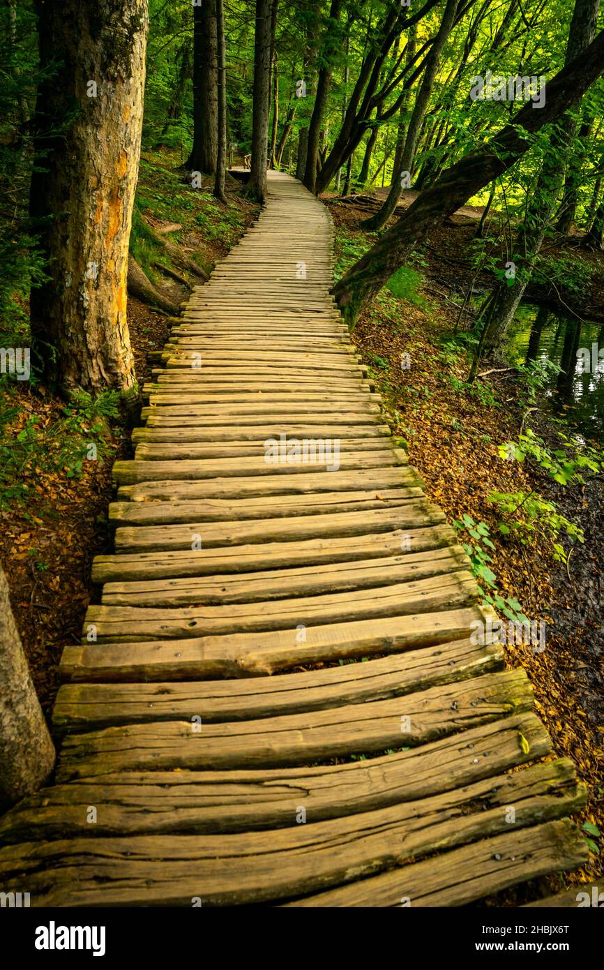 wooden boards pathway in a green nature with trees around Stock Photo ...