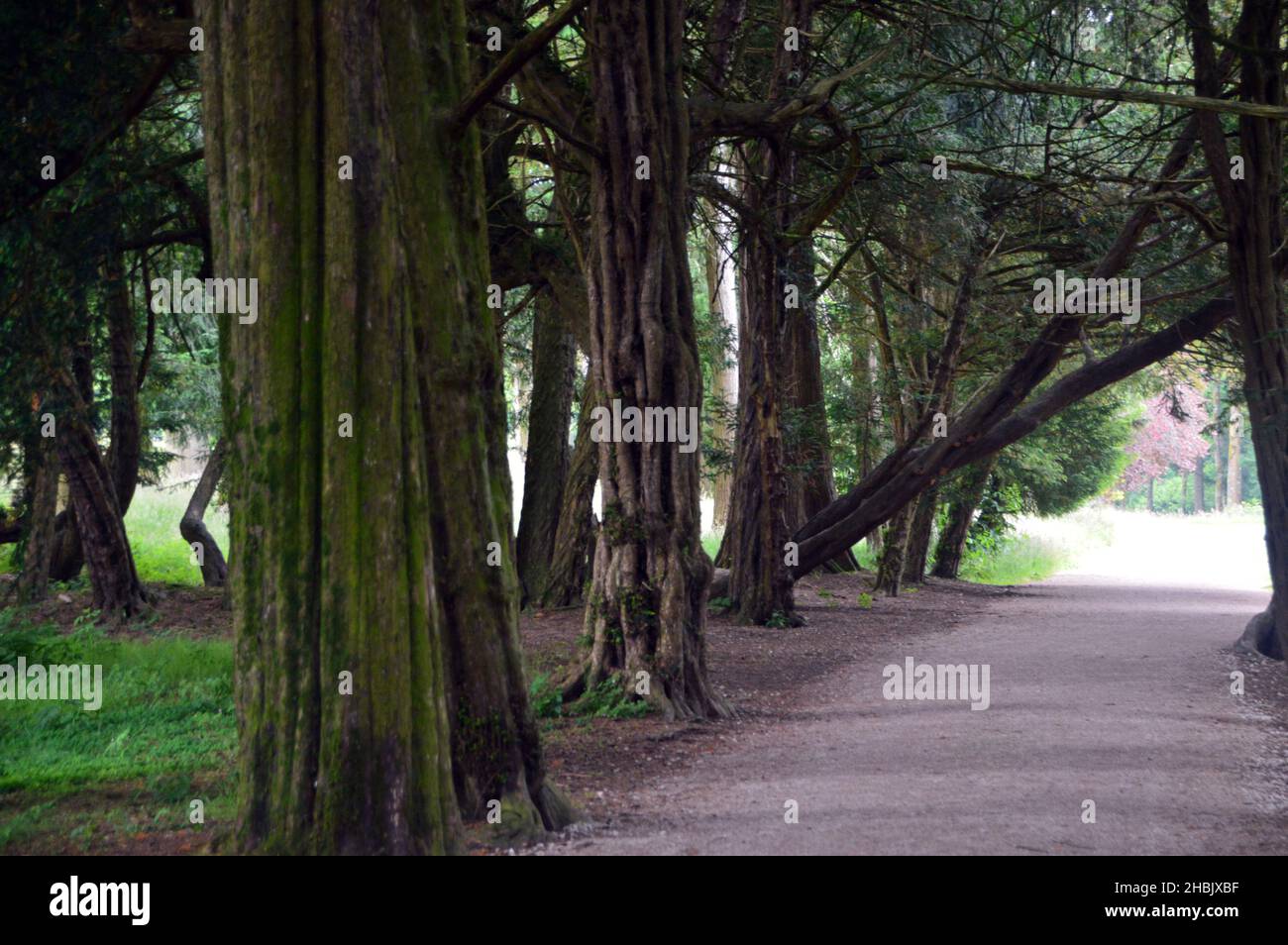 A Line of Ancient English Yew Trees 'Taxus Baccata' in Yew Avenue at ...