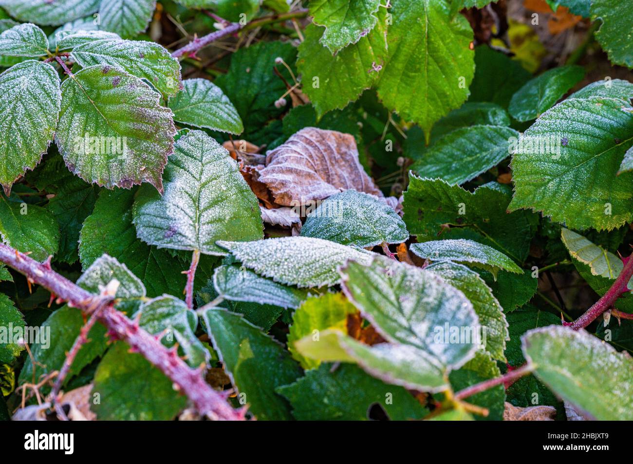 Frost covered rose blossom hi-res stock photography and images - Alamy