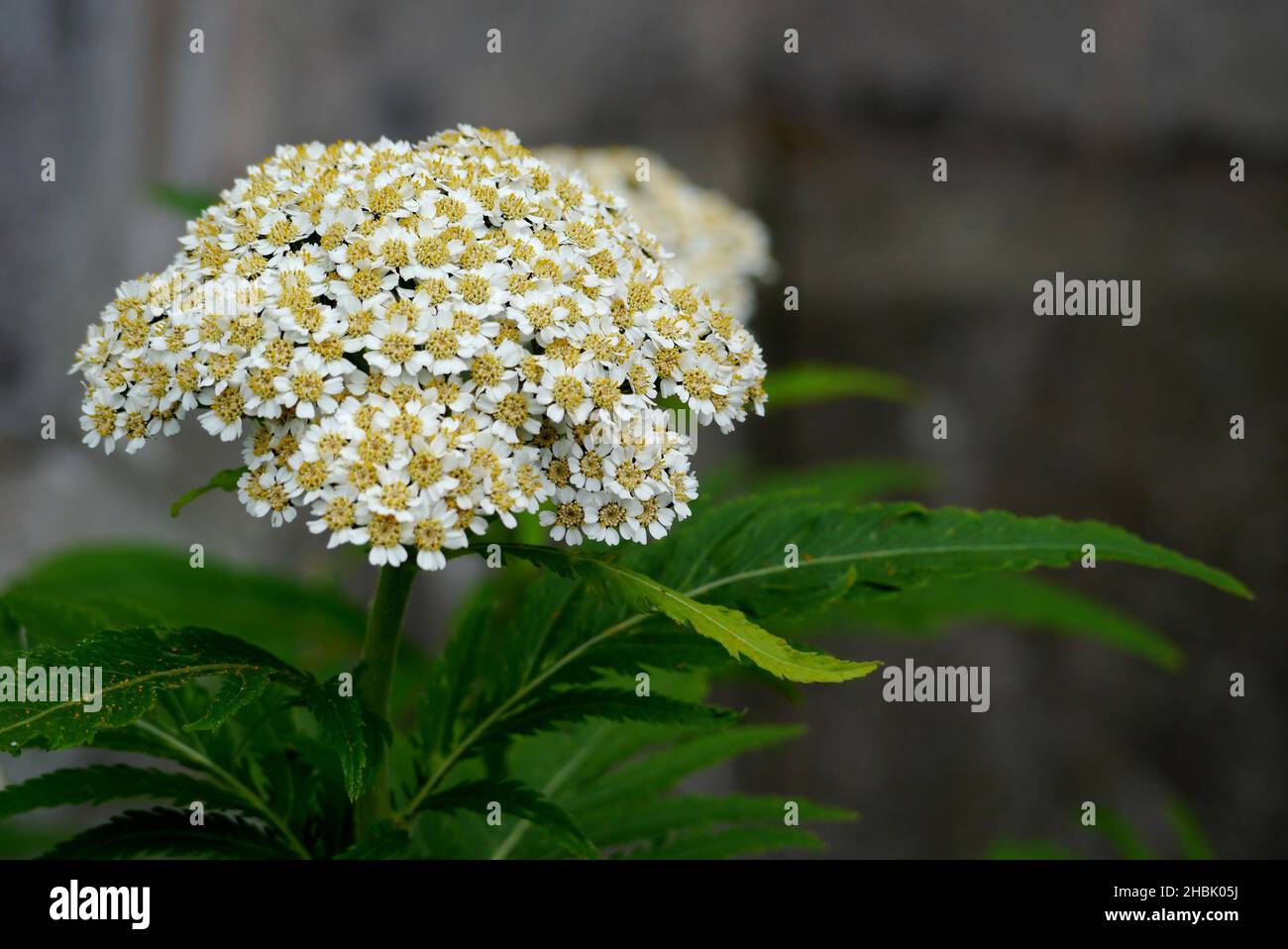 Single Large Flat Yellow & White Yarrow 'Achillea Grandiflora ...