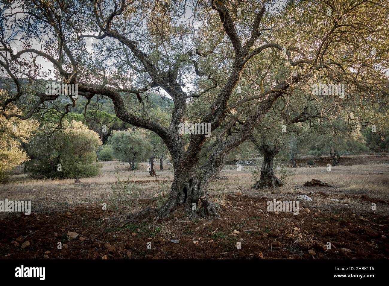 Olive tree, orchard, mediterranean, Andalusia, Spain Stock Photo - Alamy
