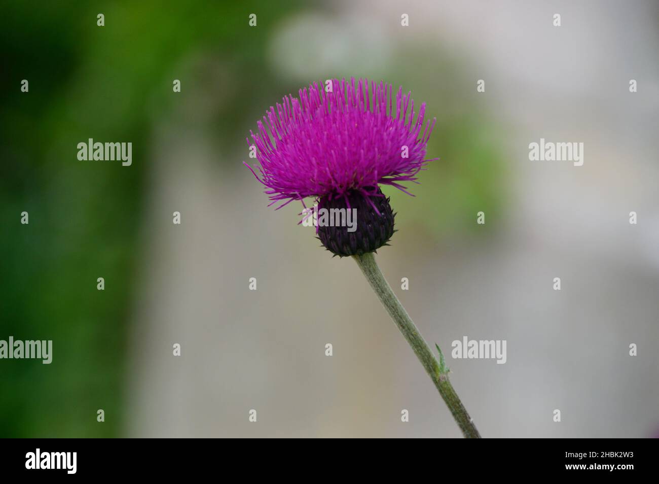 Single Purple Spear Thistle Seed Head (Cirsium Vulgare) grown in the ...
