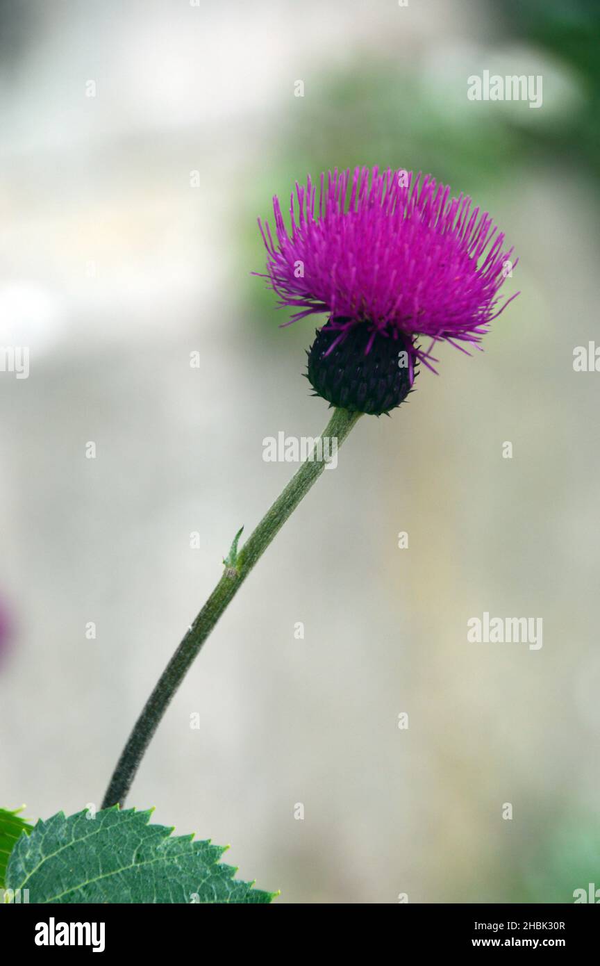 Single Purple Spear Thistle Seed Head (Cirsium Vulgare) grown in the ...