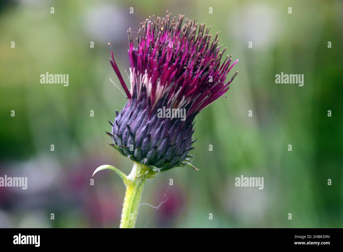 Single Purple Spear Thistle Seed Head (Cirsium Vulgare) grown in the ...