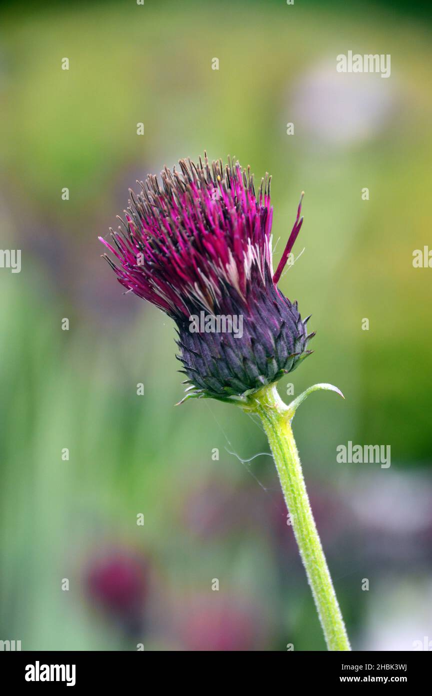 Purple spear thistle hi-res stock photography and images - Alamy