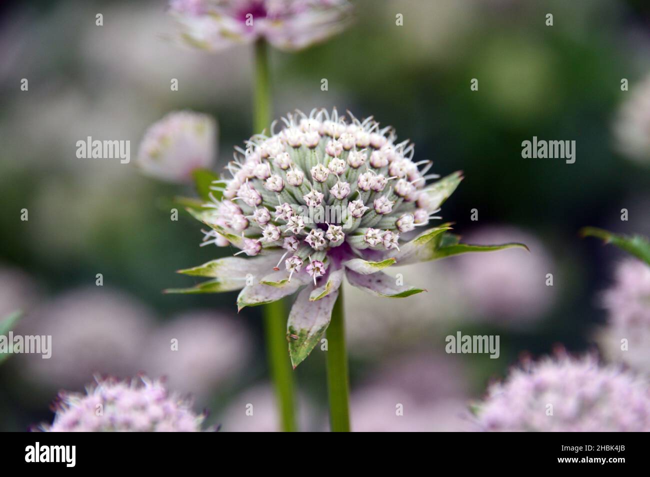 Single Astrantia Major 'Penny's Pink' (Great Masterwort) Flower grown ...