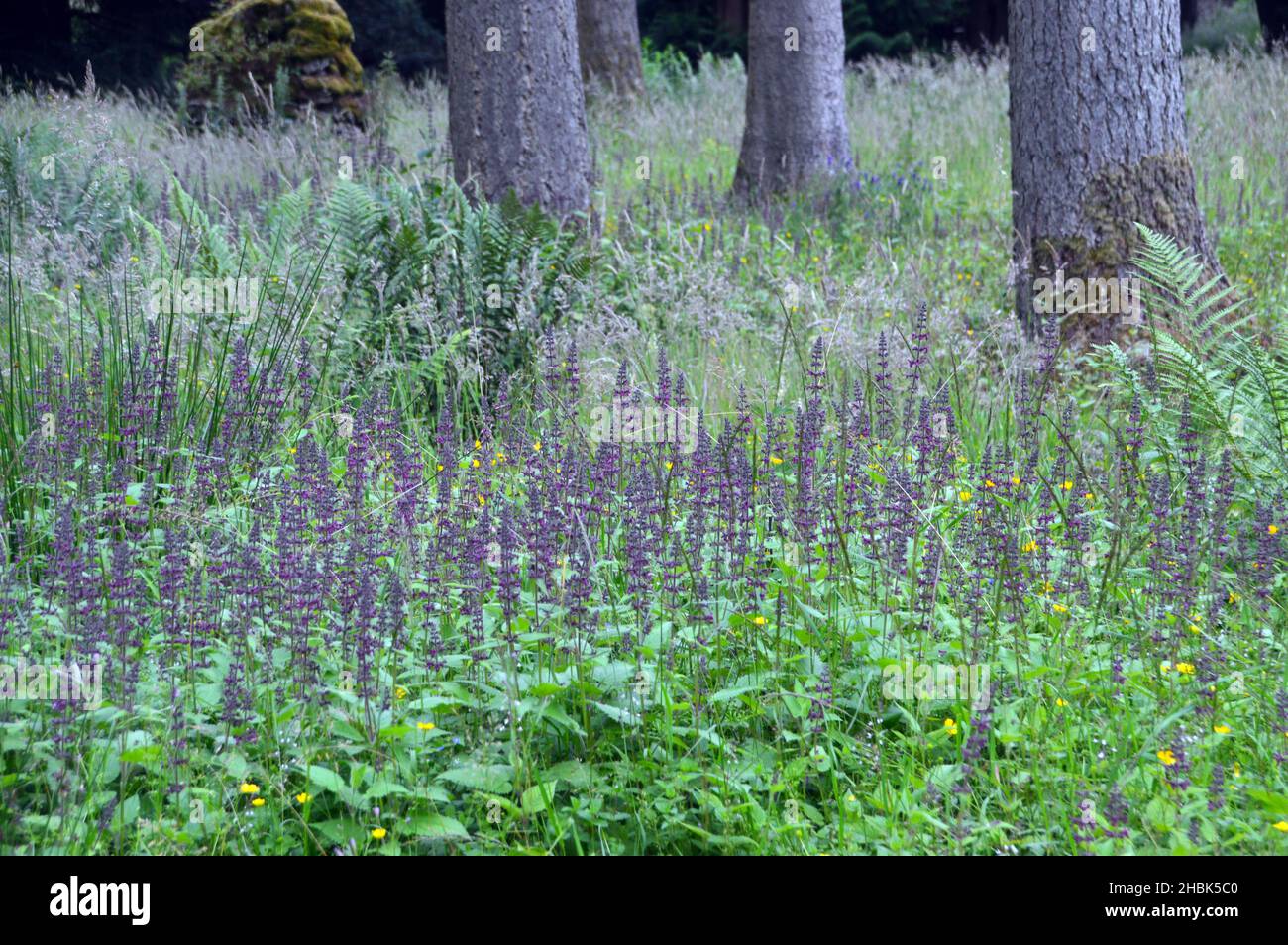Bunches of Purple Hedge Nettle Spires (Stachys Sylvatica) Flowers in ...