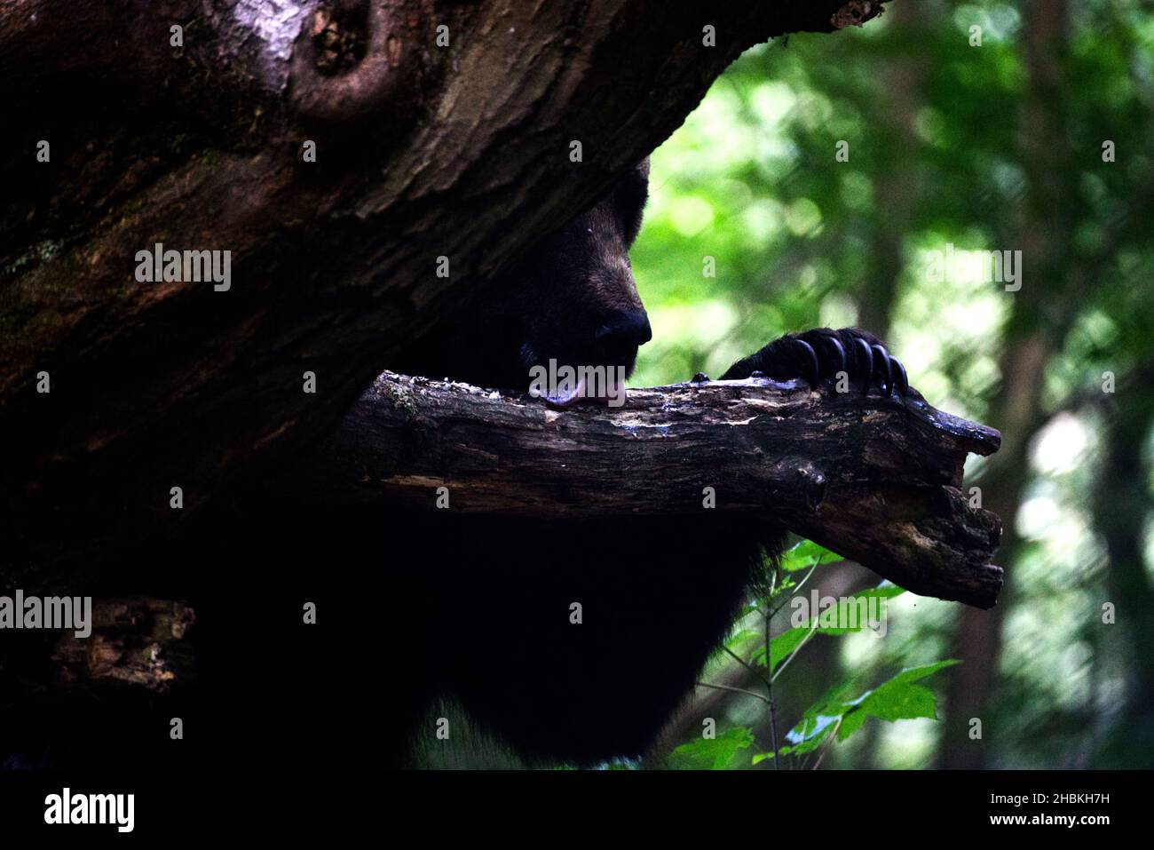 A closeup of the Eurasian brown bear behind the tree Stock Photo - Alamy