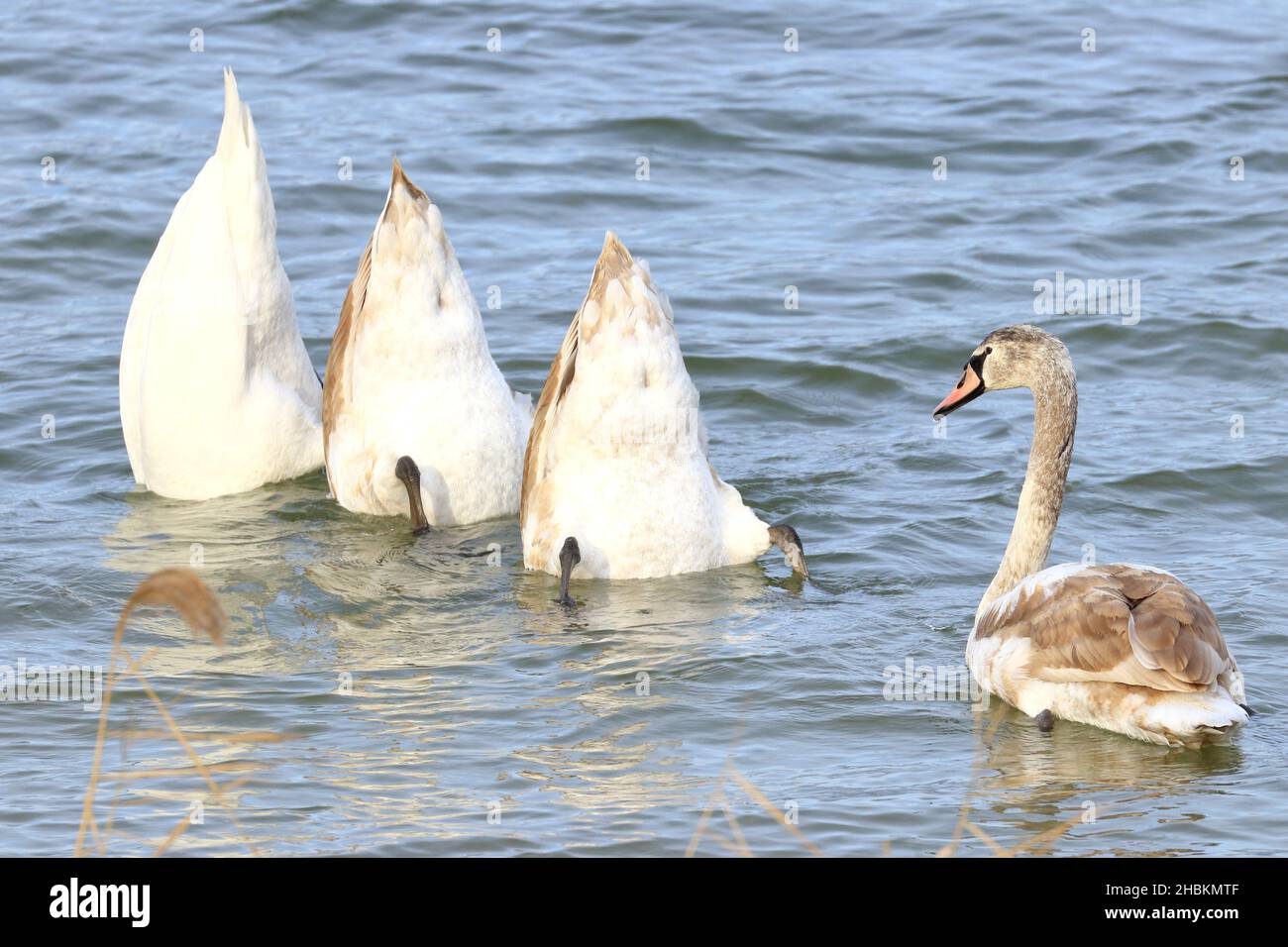 Funny animals scene Stock Photo - Alamy