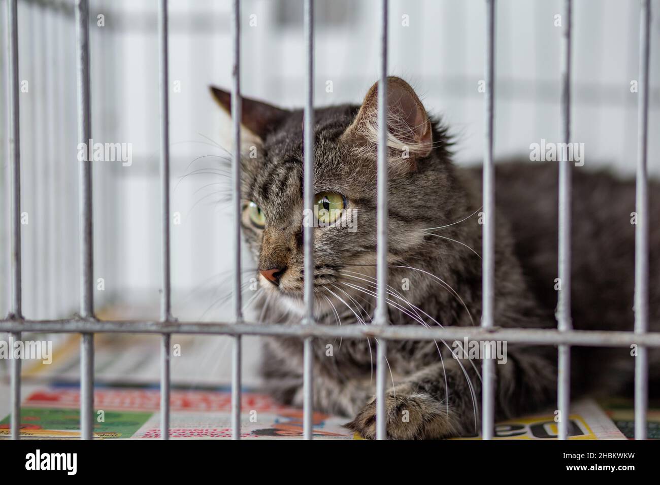 Brindle cat hi-res stock photography and images - Alamy