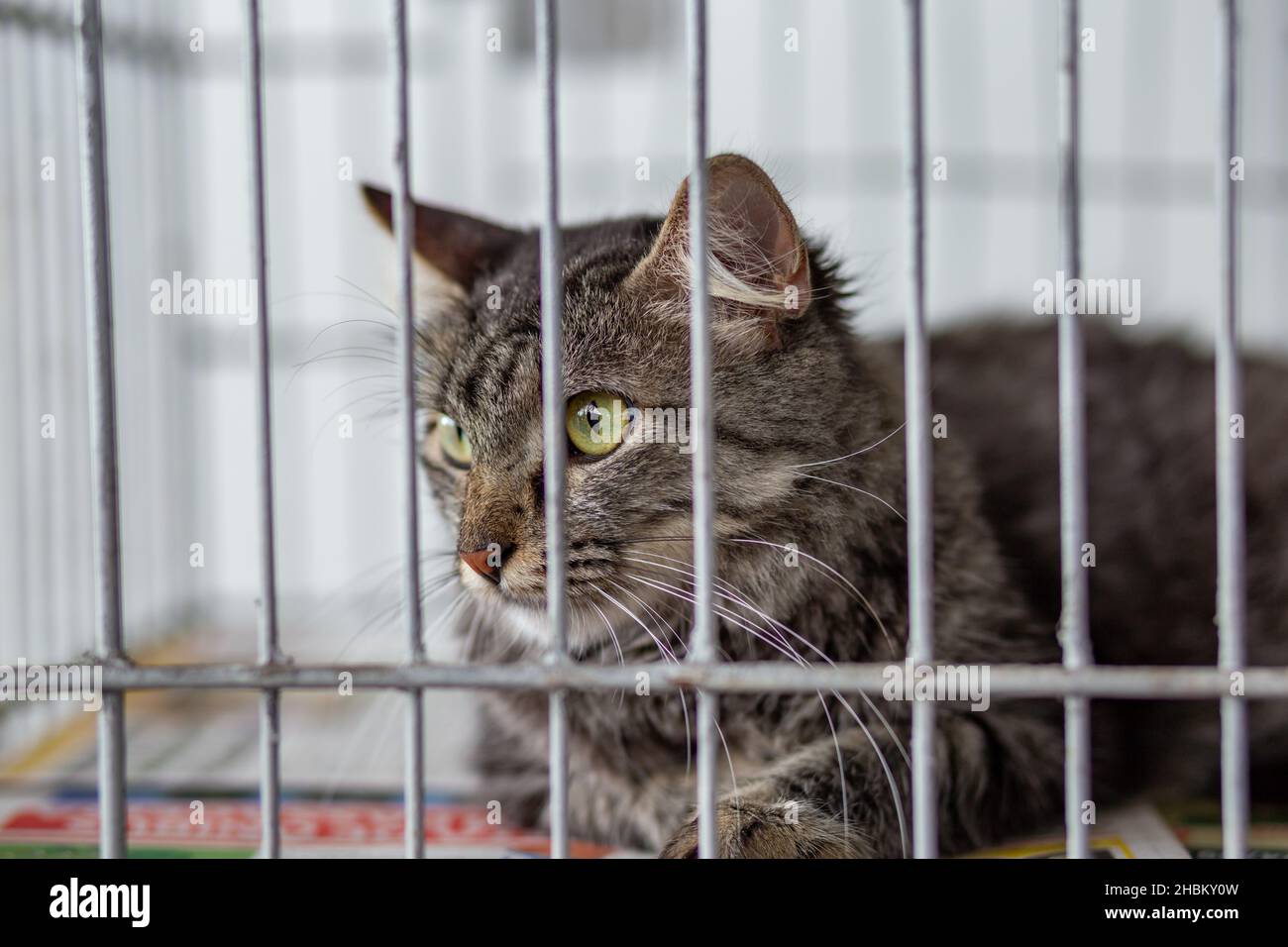Brindle cat hi-res stock photography and images - Alamy