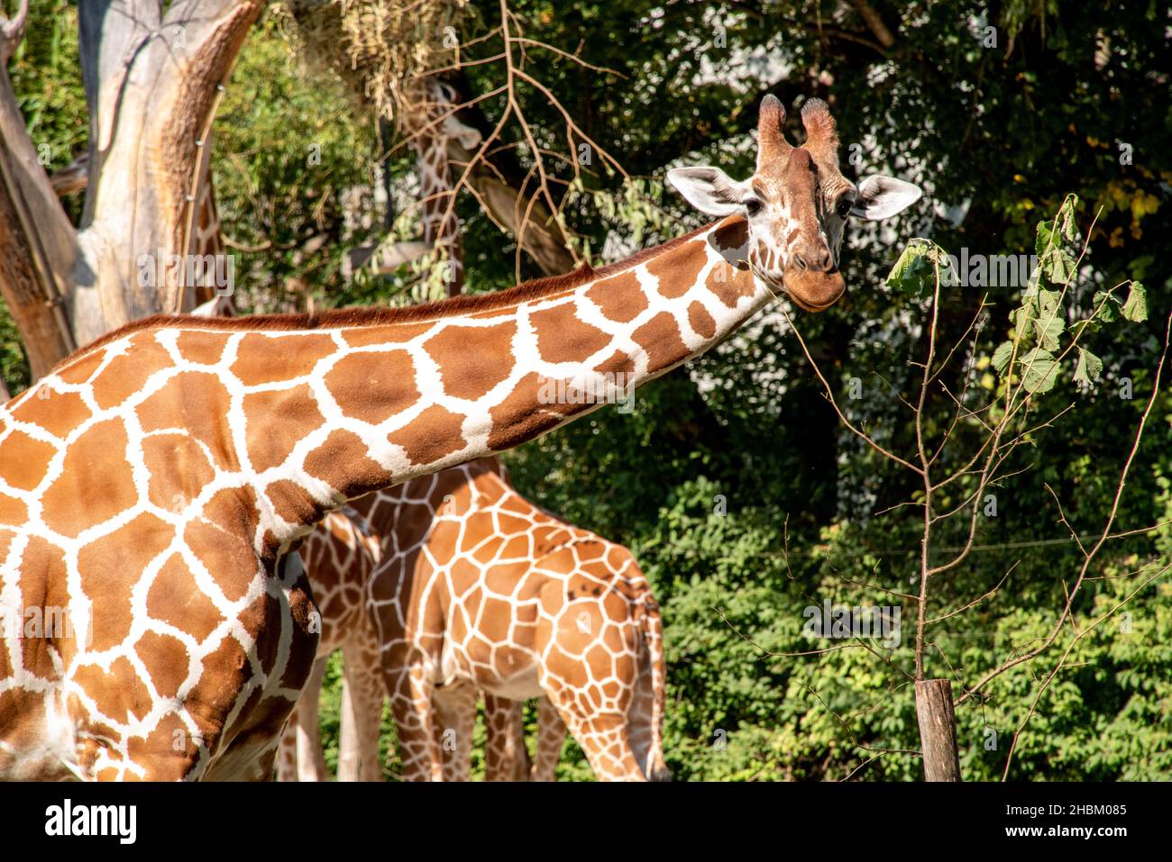 Beautiful elegant giraffes in the Zoo Hellabrunn in Munich, Germany ...