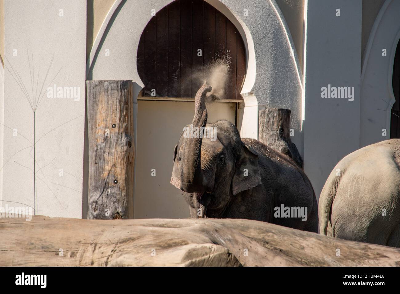 An Asian elephant in the zoo in Hellabrunn in Munich, Germany Stock ...