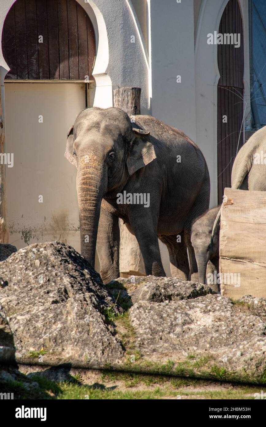 An Asian elephant in the zoo in Hellabrunn in Munich, Germany Stock ...
