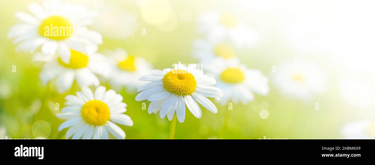 Spring background with daisy flowers field. Natural sunny background ...