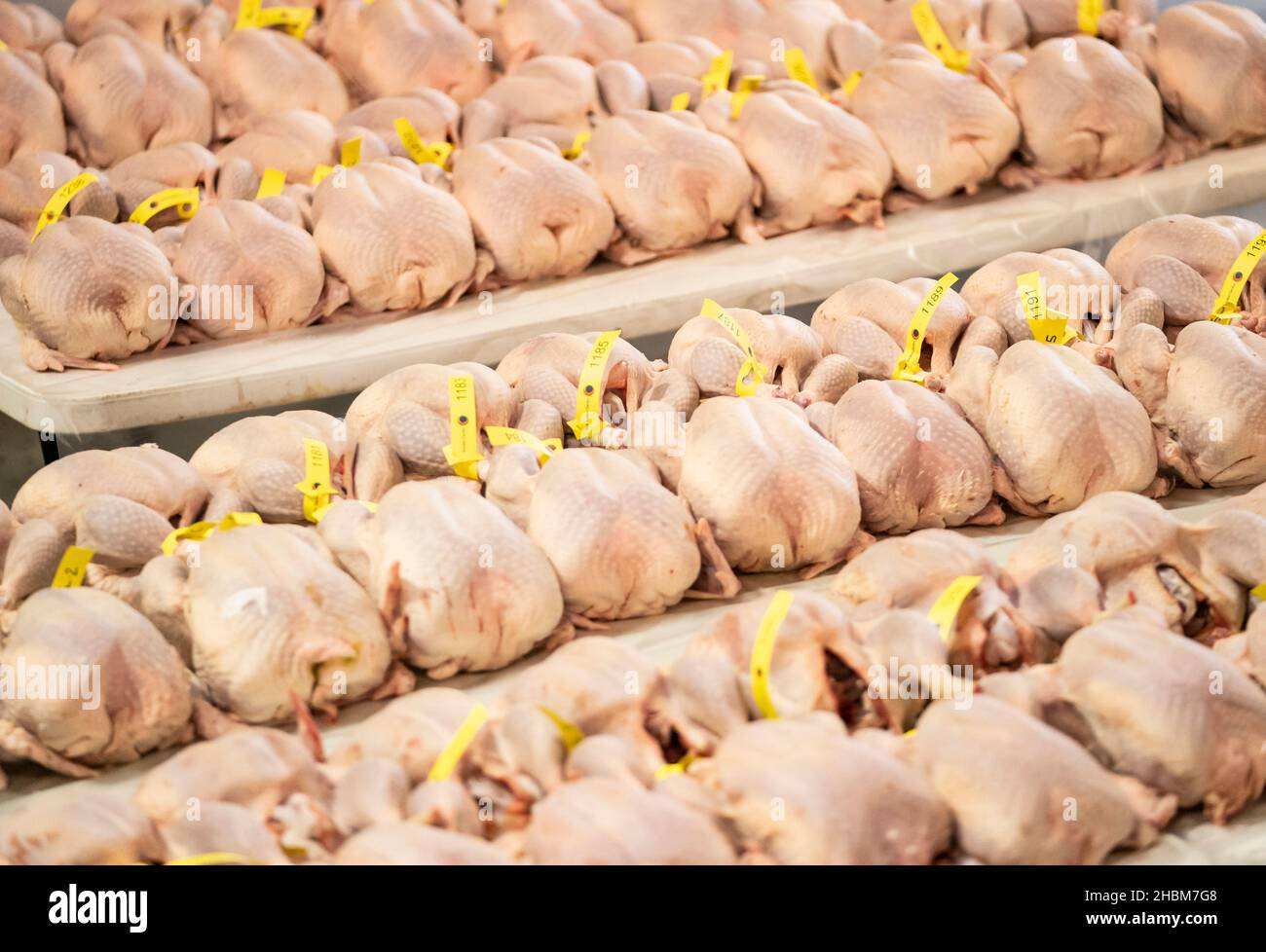 Poultry on display during the Christmas Poultry Sale at York Auction ...