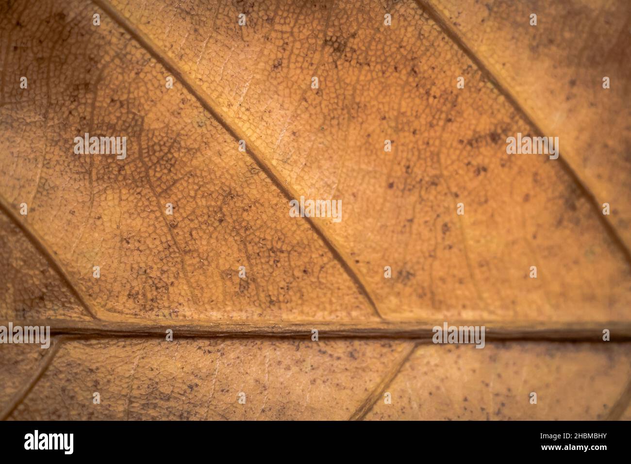 Light brown copper pale retro color more tone in stock. Copy space ...