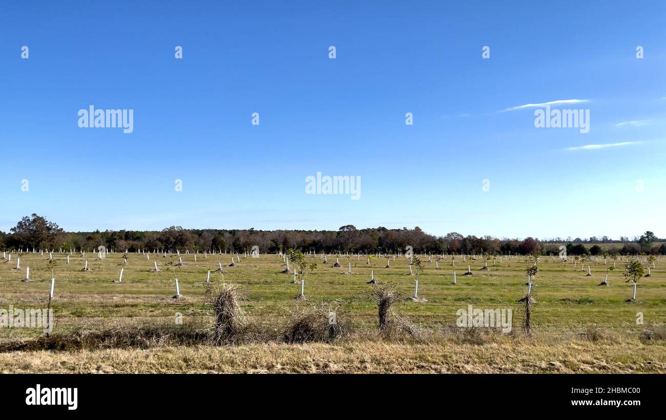 Baby pecan trees in rural Georgia freshly planted in the Fall Stock ...