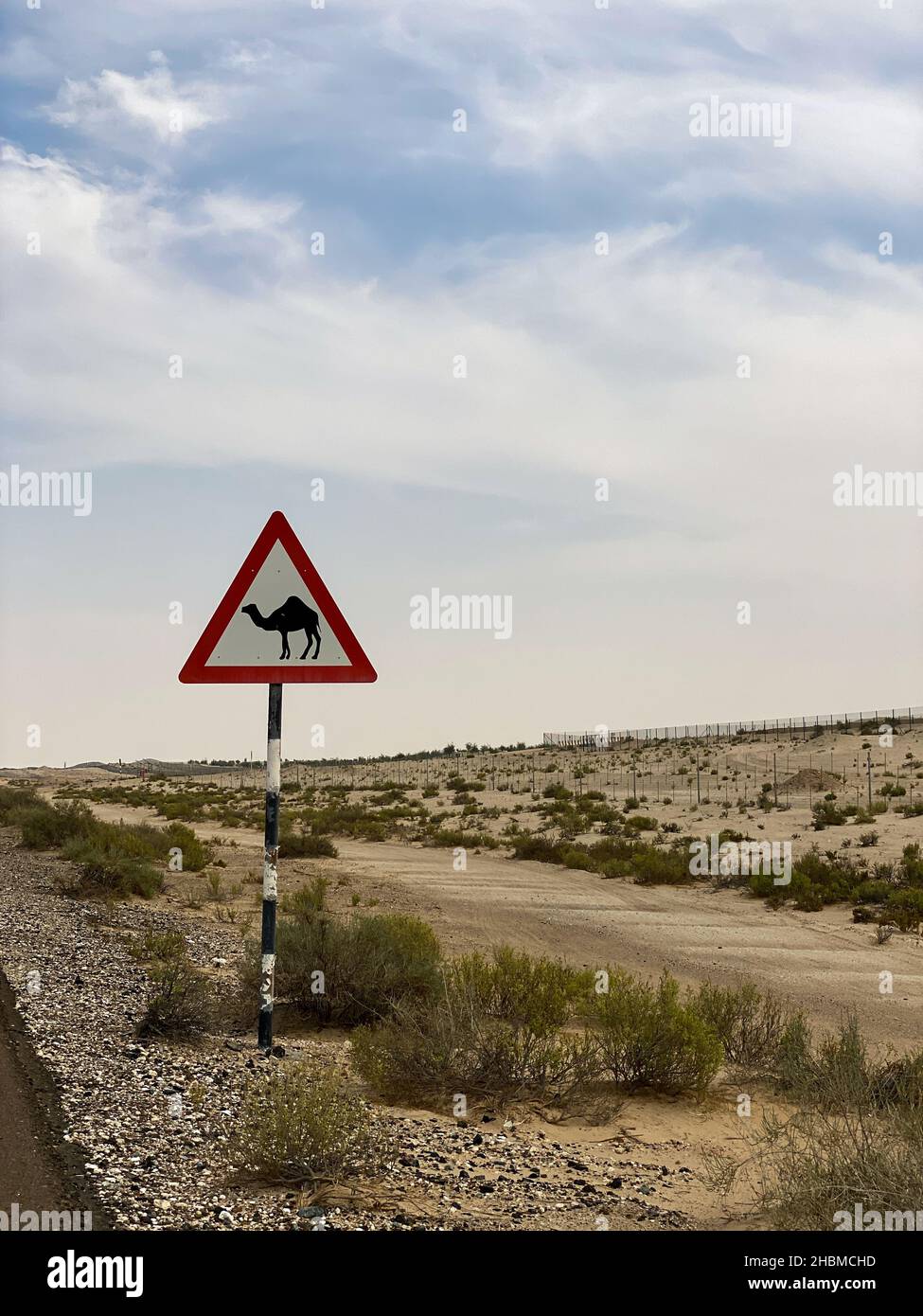 Camel Crossing Sign on the road between Al Ain and Abu Dhabi, UAE Stock ...