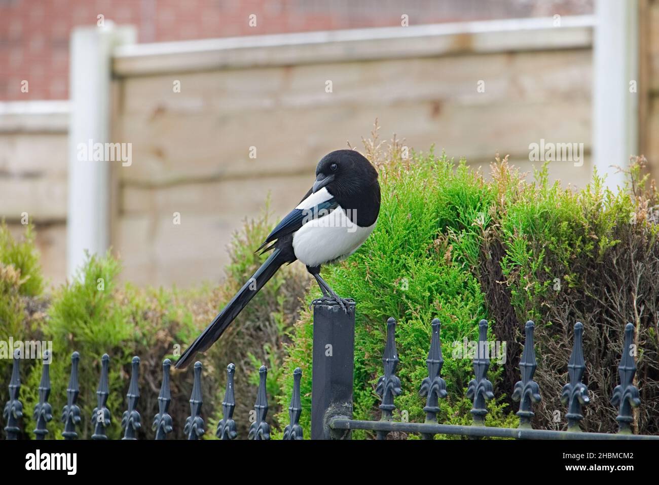 Magpie Looking Down Sitting On A Metal Garden Fence In Manchester ...