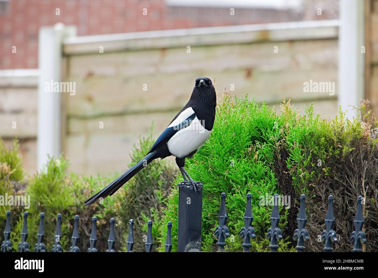 Magpies in the garden hi-res stock photography and images - Alamy