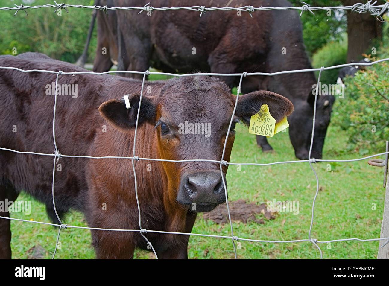 Baby Calf Cow Close Up Face In Wales Stock Photo - Alamy