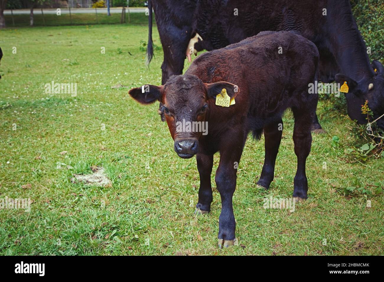 Baby calf cow hi-res stock photography and images - Alamy