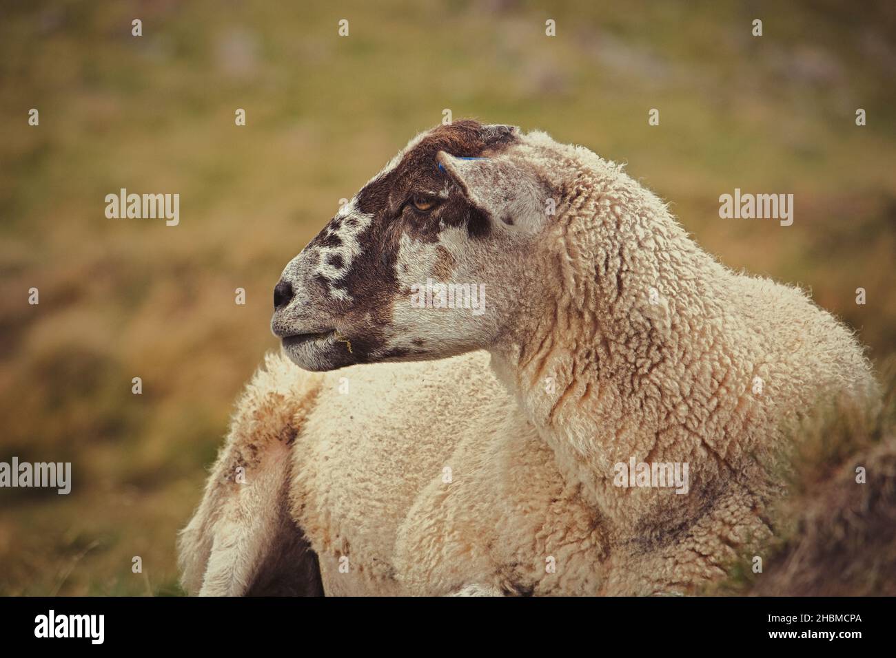 Sheeps face close up hi-res stock photography and images - Alamy