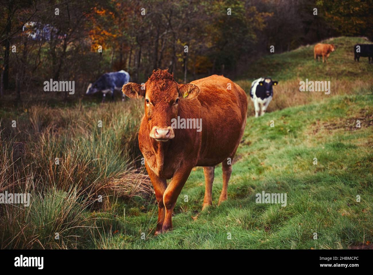 Cow Close Up Buxton England Stock Photo - Alamy