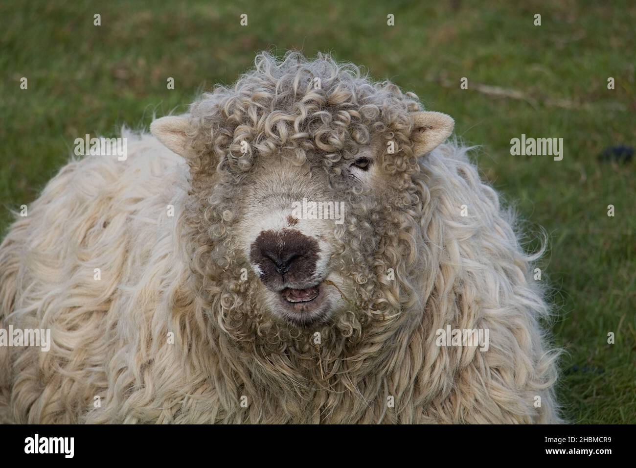 Hair of sheep hi-res stock photography and images - Alamy